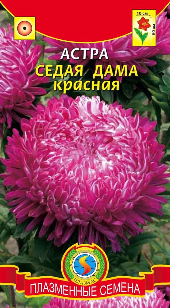 астра СЕДАЯ ДАМА красная, Агроника
