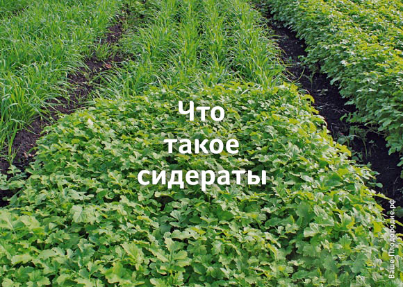 Что такое сидераты